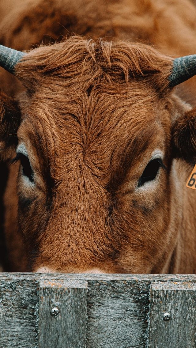 Livestock Insurance - Miller Insurance